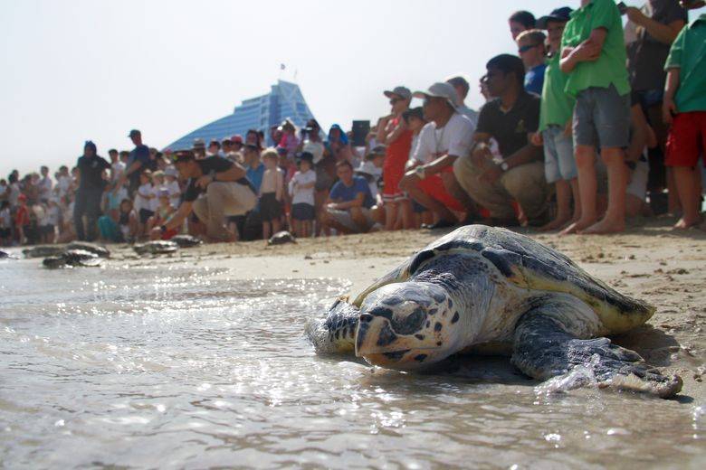 Jumeirah rehabilitates 75 turtles into the Arabian Gulf from new lagoon ...