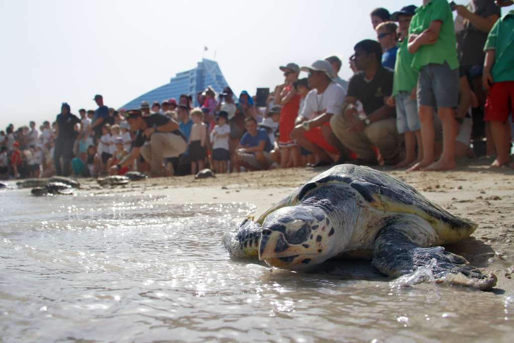 Jumeirah rehabilitates 75 turtles into the Arabian Gulf from new lagoon ...